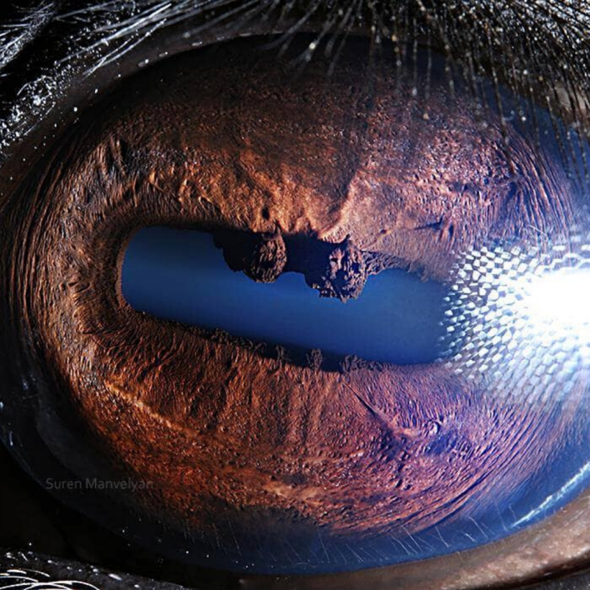 Photographer Creates Gripping Animal Eyes Close-Ups Revealing Intricate ...