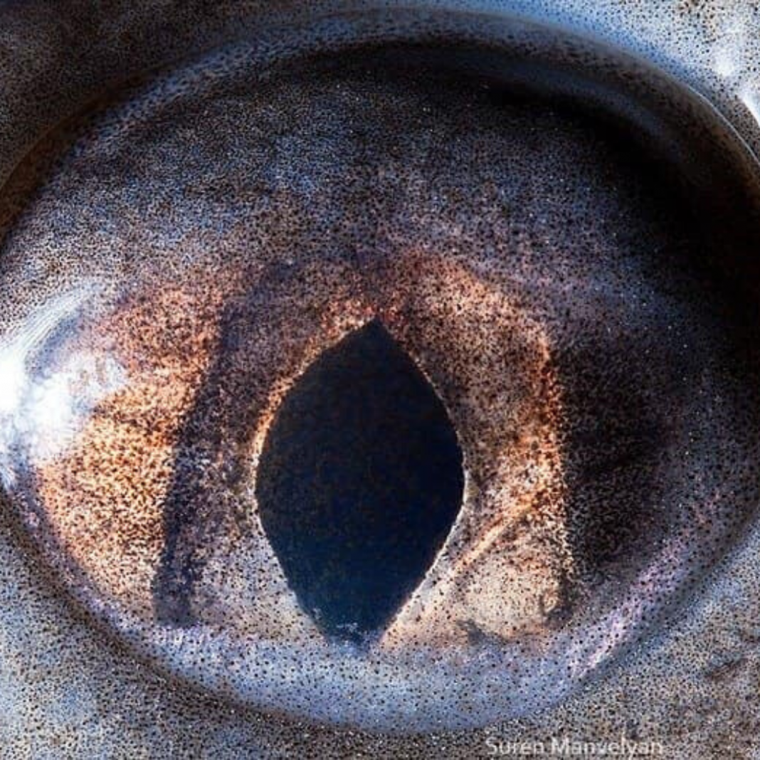 Photographer Creates Gripping Animal Eyes Close-Ups Revealing Intricate ...