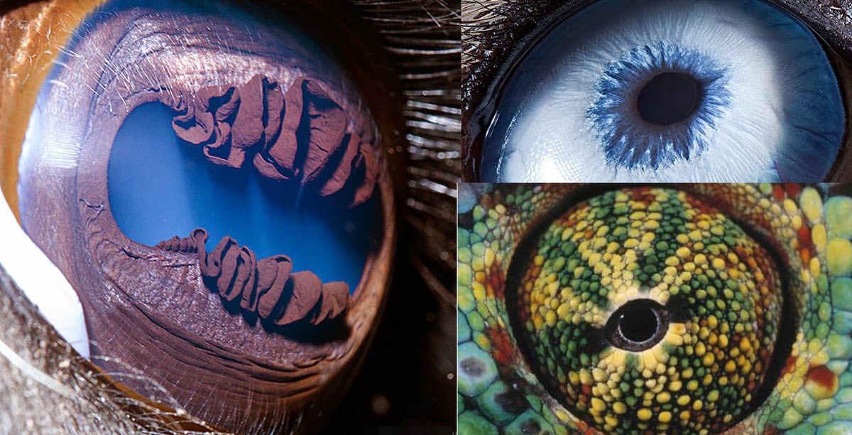 Photographer Creates Gripping Animal Eyes Close-Ups Revealing Intricate ...