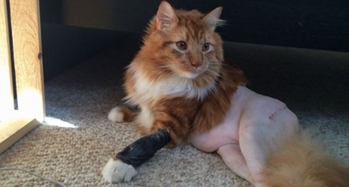 Cats Looking Completely Undignified After Being Shaved For Surgery cats-looking-completely-undignified-after-being-shaved-for-surgery