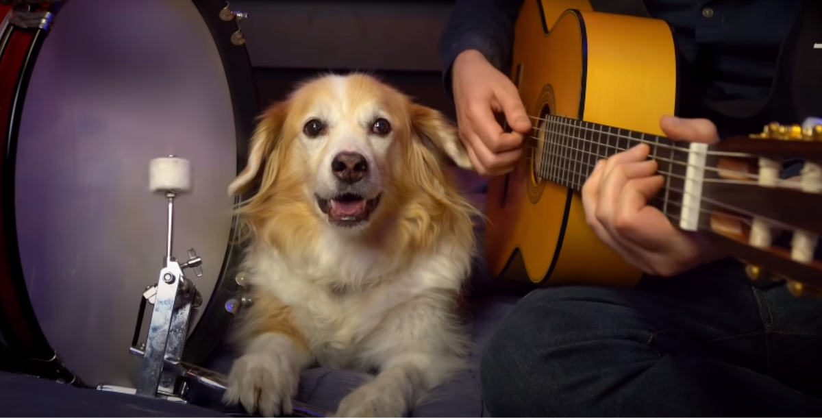 dog-playing-drum-featured-image