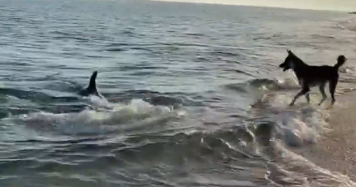 Tiff's Tumblr - This Video of a Dolphin and Dog Playing Chase is Pure Joy