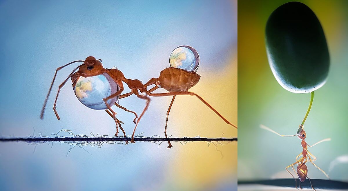 Photographer Takes Award-Winning Smartphone Photos of Hardworking Ants ...