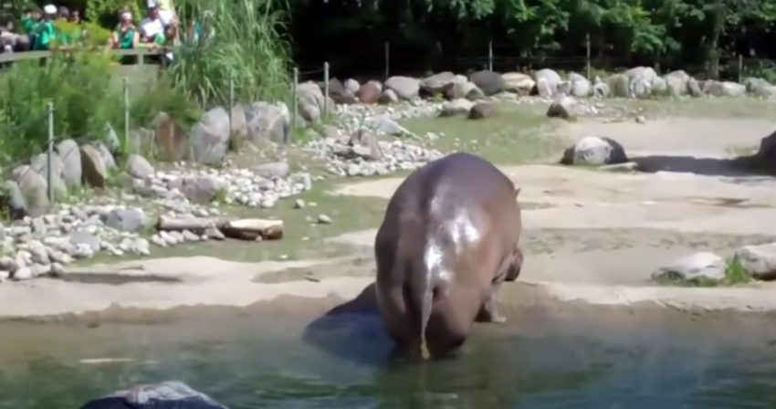 This Hippo Just Unleashed the World's Biggest Fart, Freaks Out Group of ...