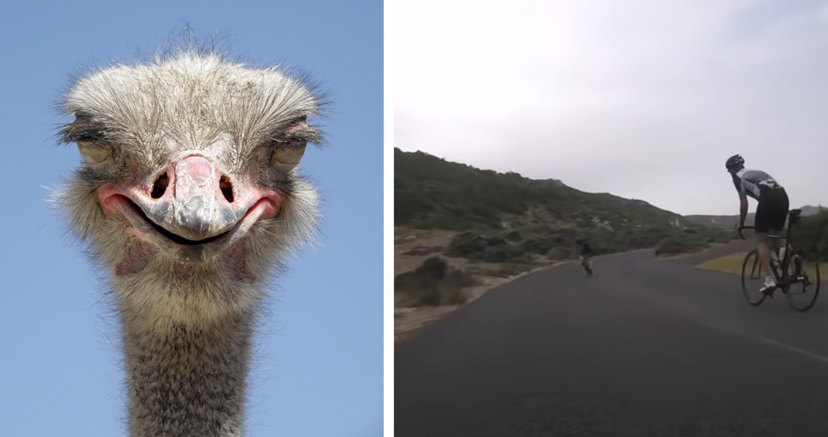 Just An Ostrich Hilariously Chasing Cyclists for More Than a Minute