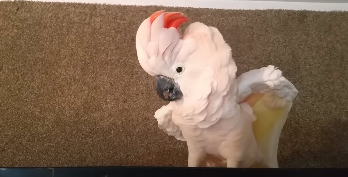 pebble-the-crazy-cockatoo-aftagfag