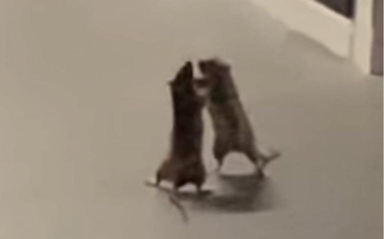 Woman Captures Hilarious Video of a Cat Watching Two Rats Fighting