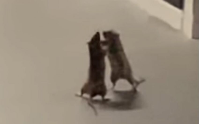 Woman Captures Hilarious Video of a Cat Watching Two Rats Fighting