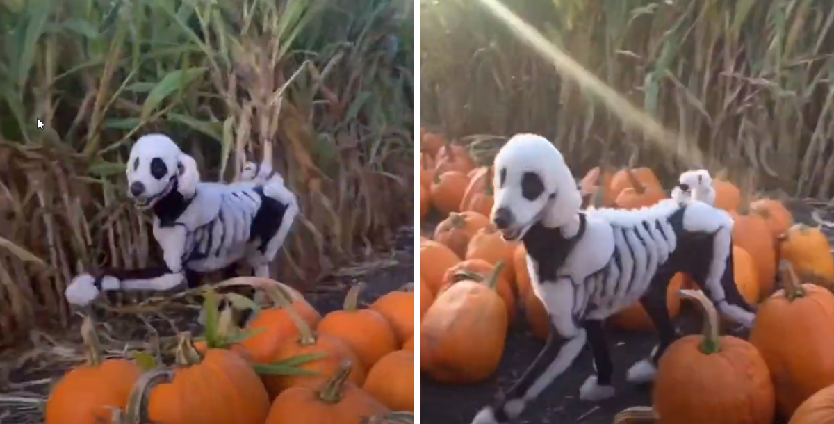 People Are Completely Spooked by Spoopy Skele-Poo Zeus, the Skeleton Poodle